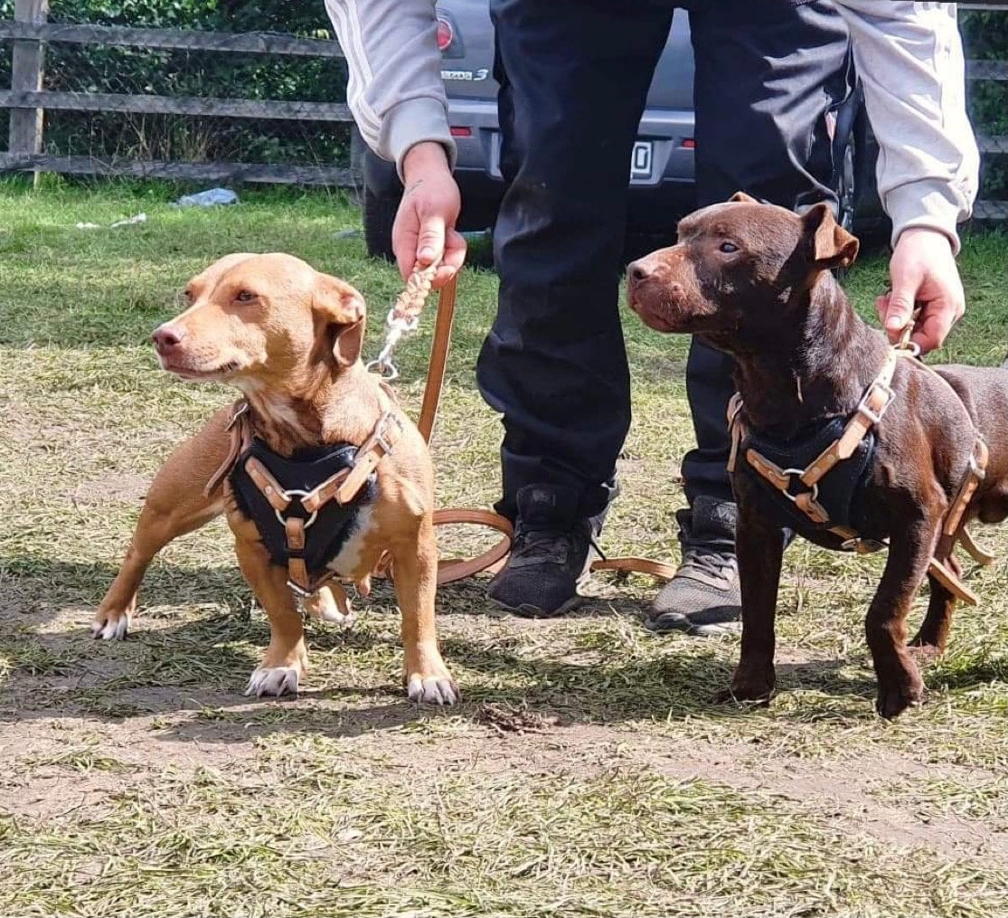 Puppy/Small Leather Agitation Harness | Eastern Shore K9 Gear