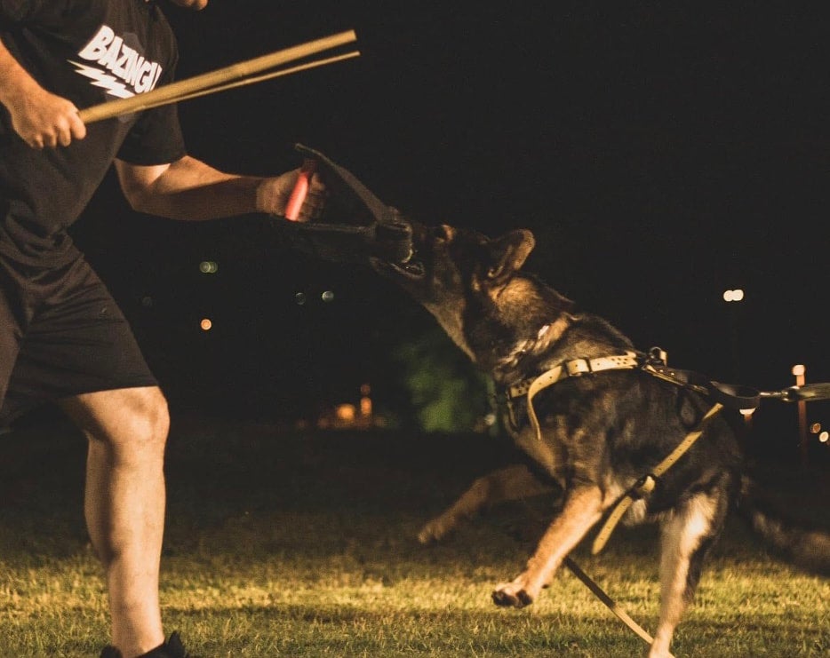 Powder Coated Biothane Large Agitation Harness Eastern Shore K9 Gear